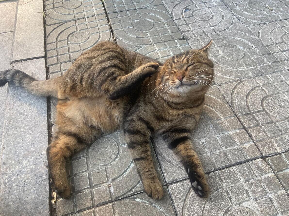 近距离了解TNR - 哔哩哔哩