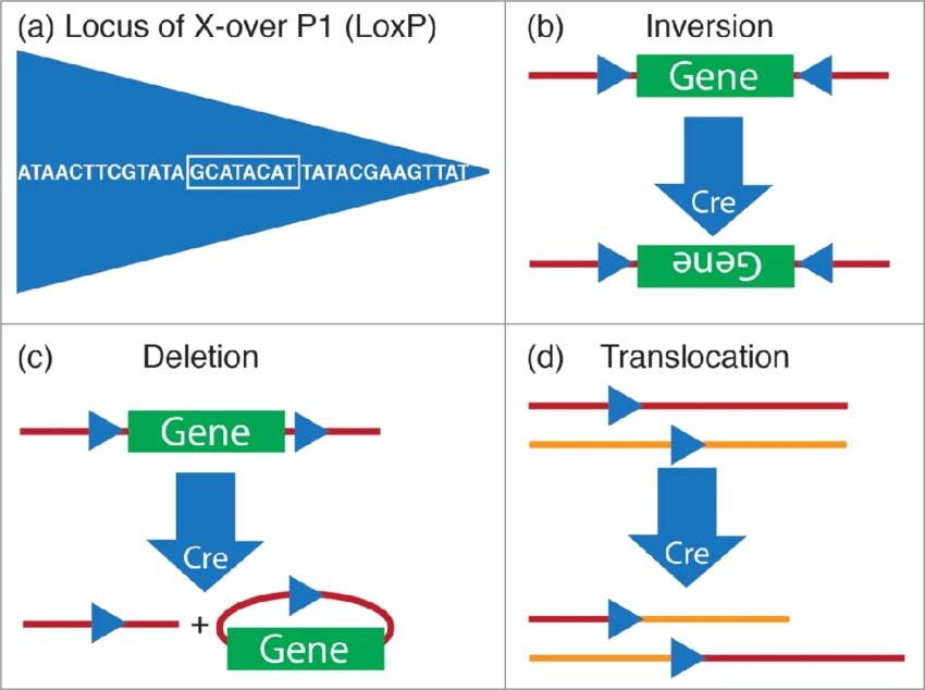 Cre-LoxP的拥有者——大肠杆菌P1噬菌体 - 哔哩哔哩