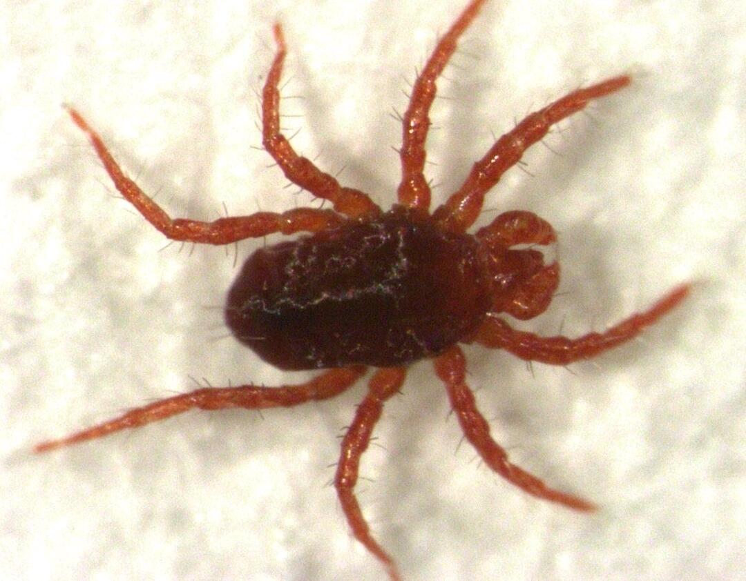 中国常见螨虫图鉴1.0 - 哔哩哔哩