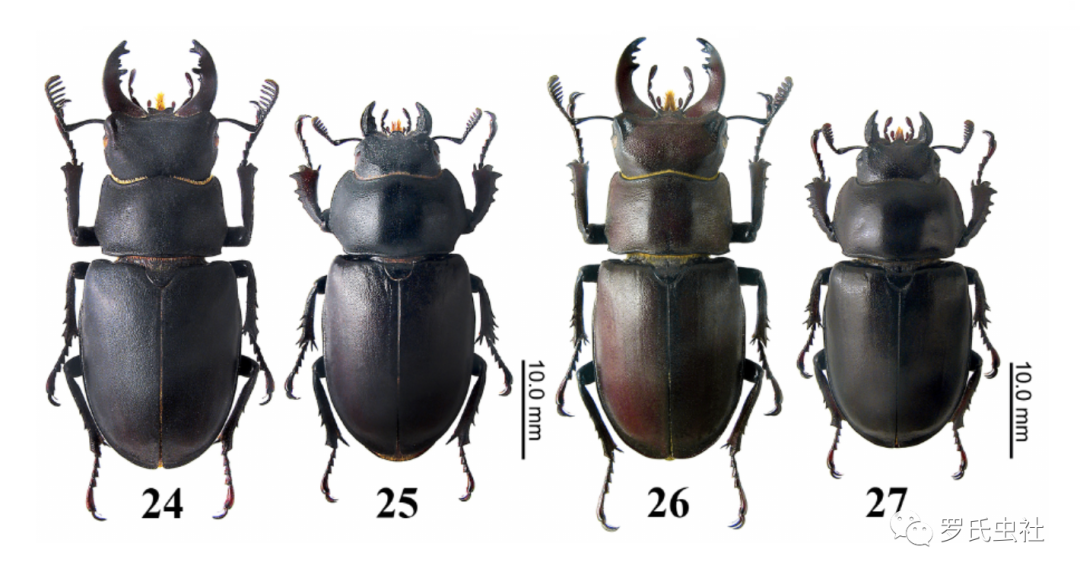 全球深山锹物种快速一览，值得收藏！ - 哔哩哔哩