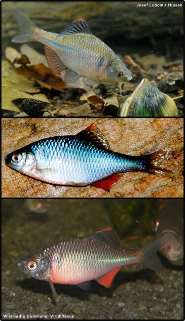 朝鲜半岛鱊科鱼类图鉴（한반도 납자루과 도감） - 哔哩哔哩