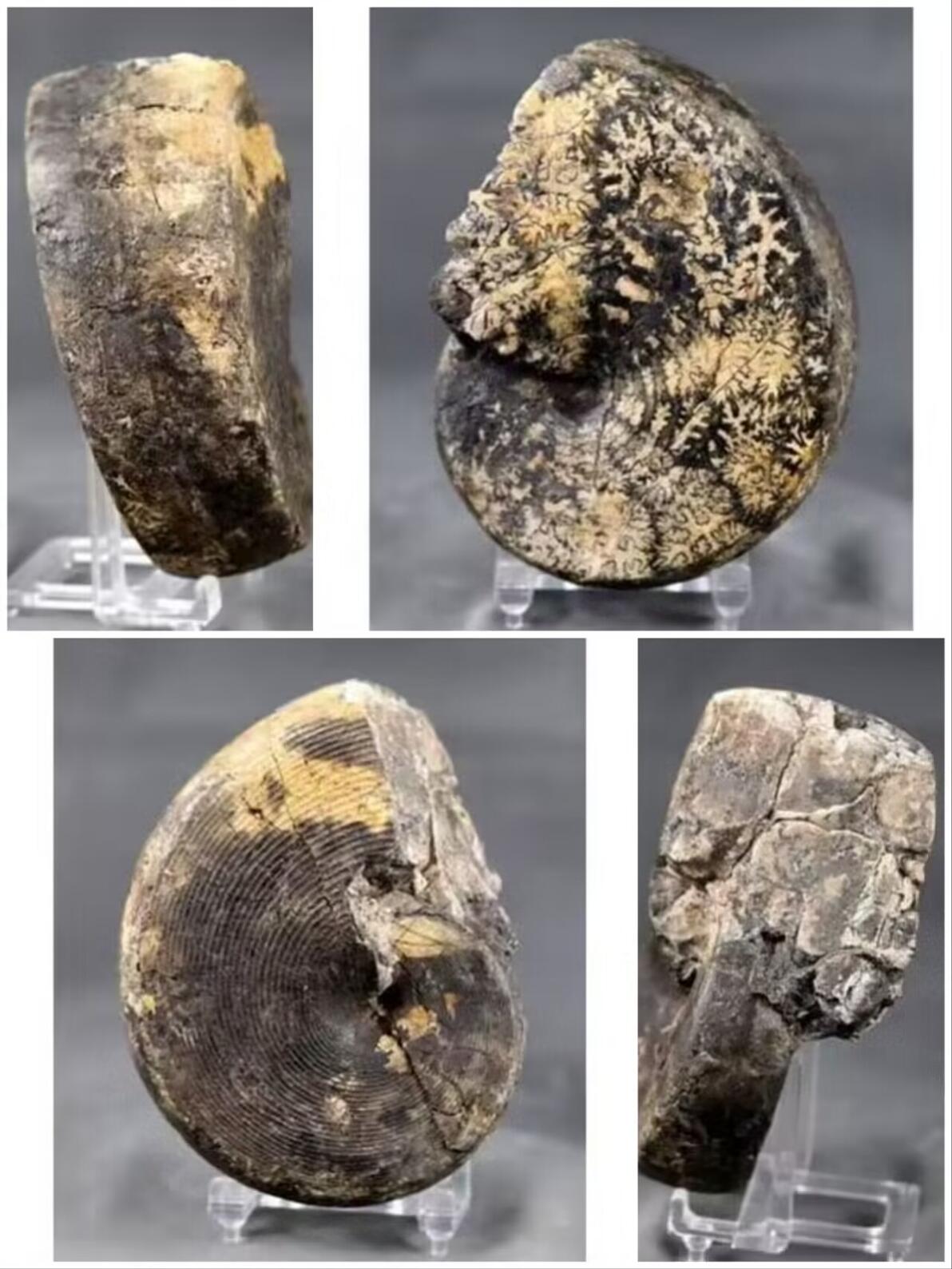 Ammonites from Timor（1） - 哔哩哔哩