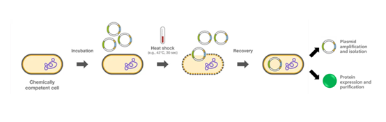 【菌周刊】菌种建库篇｜大肠杆菌DH5α感受态细胞的制备 - 哔哩哔哩