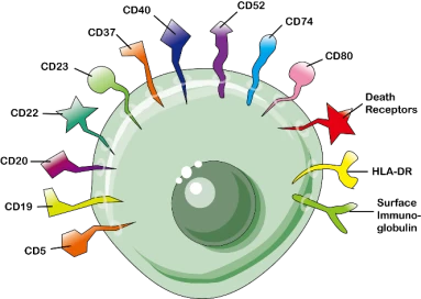 一文带你读懂用于各类细胞鉴定的CD分子，附CD1-CD371最新功能表 - 哔哩哔哩