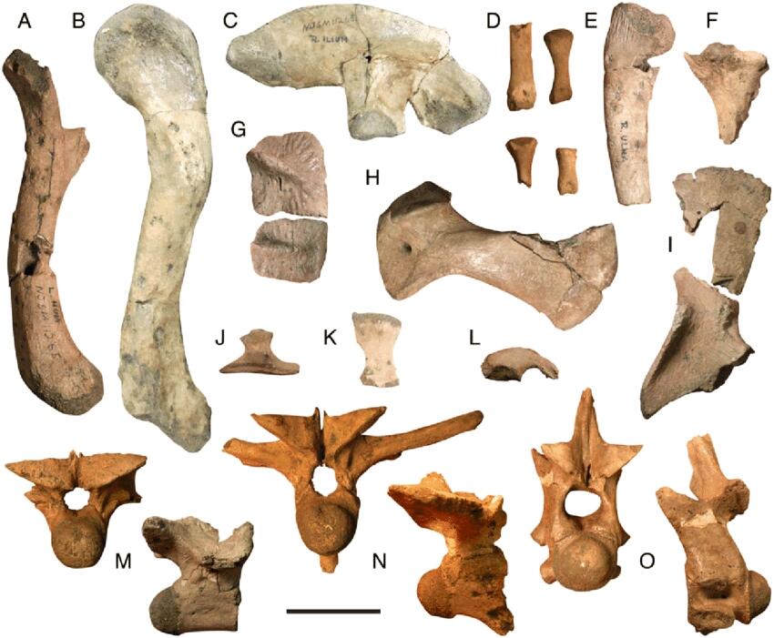 凯门鳄类小传——浅谈史前短吻鼍亚科 - 哔哩哔哩
