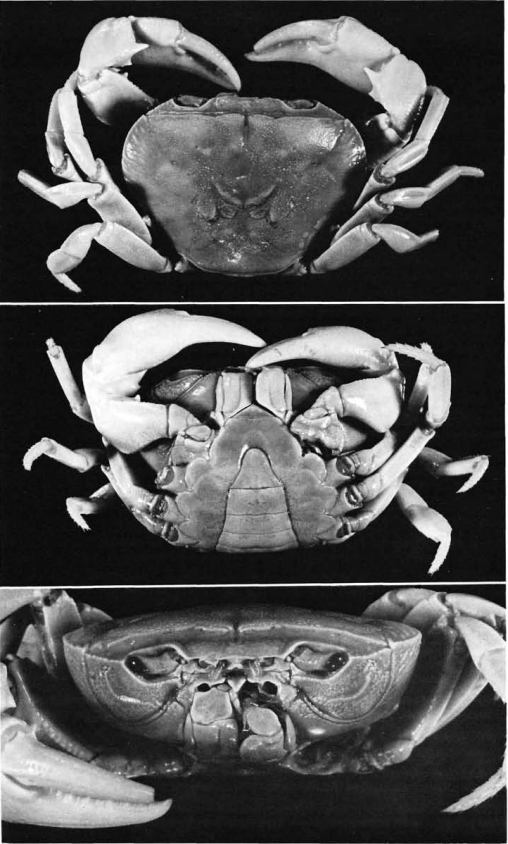 Potamidae溪蟹科已知属级翻译和分类 （2） - 哔哩哔哩