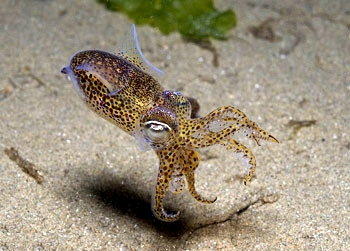 乌贼的大体分类（二） - 哔哩哔哩