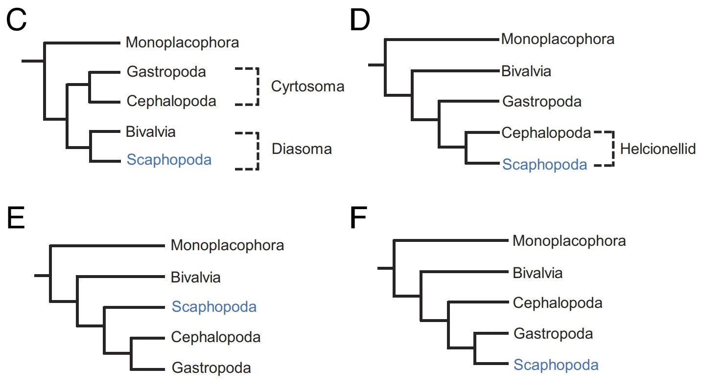 【Evolution of Scaphopoda】Tusk Shells - 哔哩哔哩