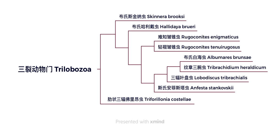 白海飞流紫塞空——三裂动物门（Trilobozoa） - 哔哩哔哩
