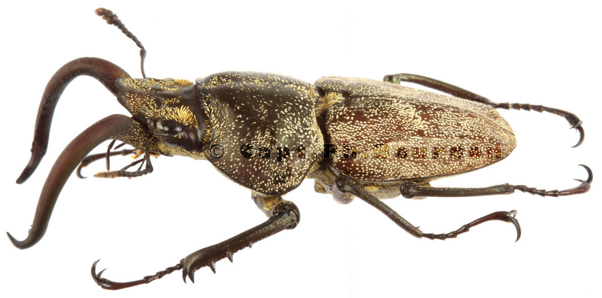 锹甲科-亚科与属整理（上篇） - 哔哩哔哩