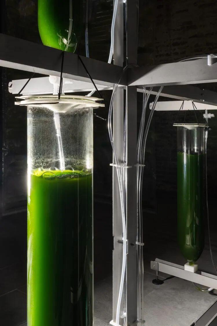 CY TALK | 生物设计科学怪人 ecoLogicStudio 如何运用藻类融入我们的生活 - 哔哩哔哩