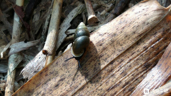 按总科盘点“陆螺”——陆生非柄眼类腹足类（上） - 哔哩哔哩