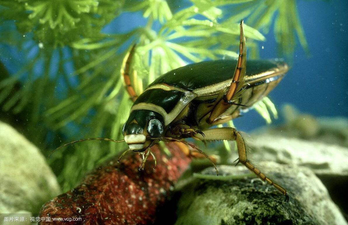 昆虫的足各色各样，那它们的足都有些什么功能和作用呢？ - 哔哩哔哩