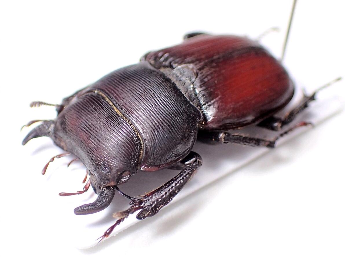 盘点国内一些锹甲的同物异名 - 哔哩哔哩