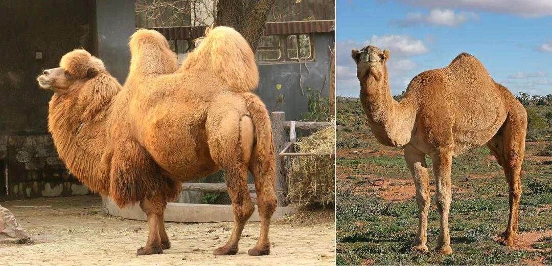 单峰骆驼与双峰骆驼的区别，看完你就明白了 - 哔哩哔哩