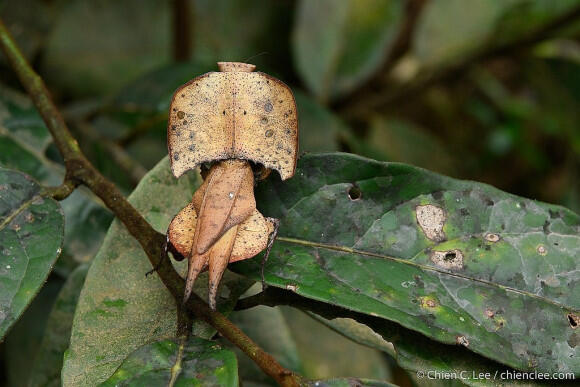 螳螂分类，六个冷门总科 - 哔哩哔哩