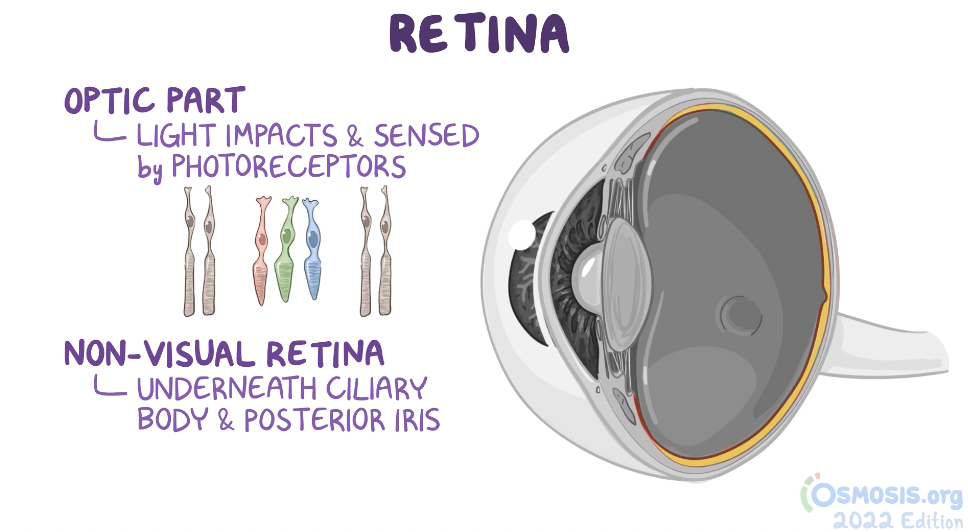 【Osmosis】眼解剖 1/2（双语对照） - 哔哩哔哩