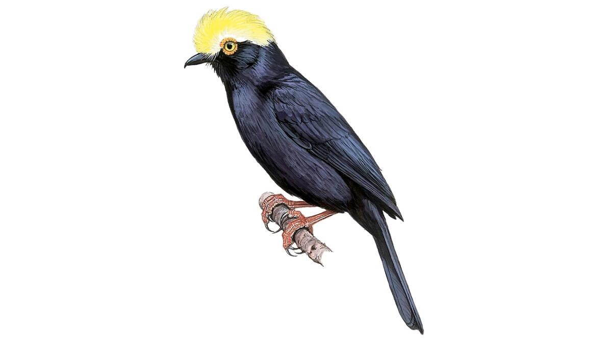 世界鸟类图鉴--丛鵙总科（I） - 哔哩哔哩