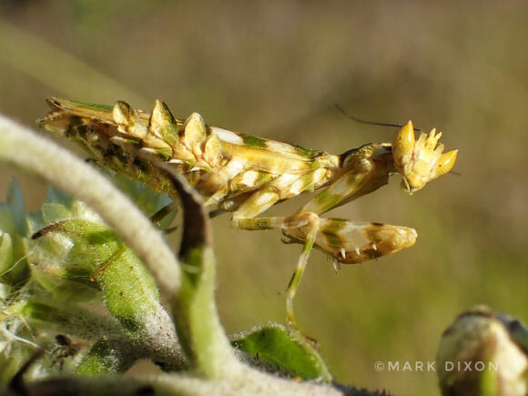 螳螂分类，六个冷门总科 - 哔哩哔哩