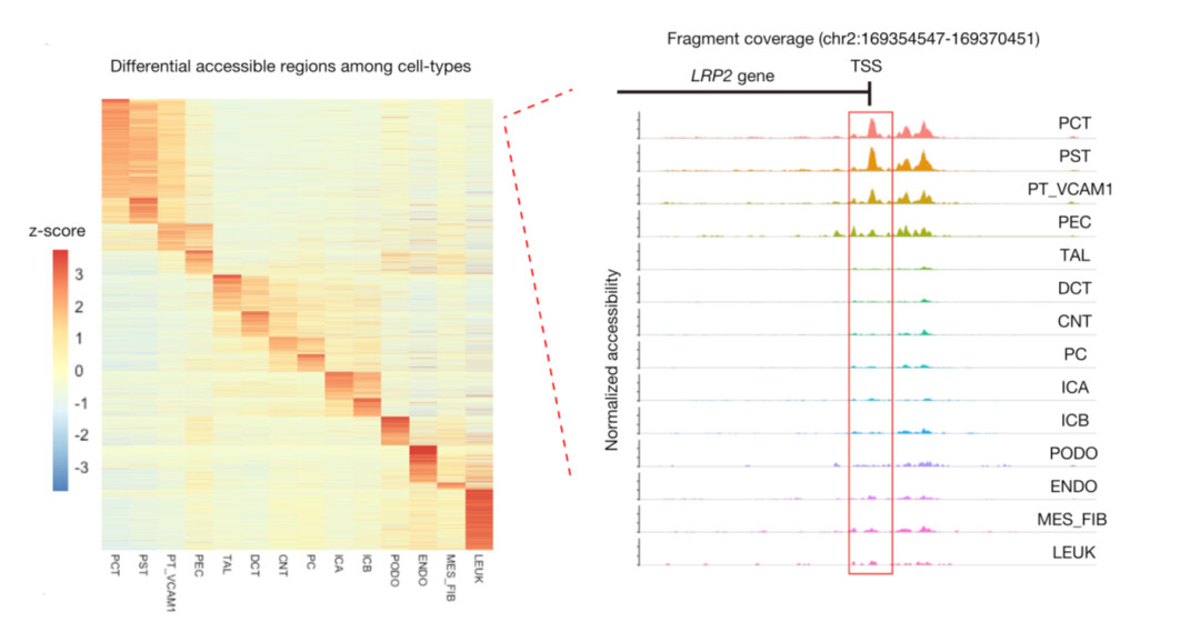 Nat. Commun. | snRNA-seq和snATAC-seq解析成人肾组织细胞构成异质性和损伤发病机制 - 哔哩哔哩