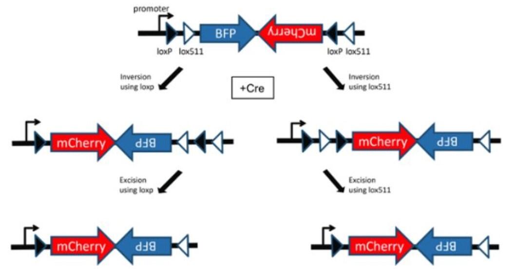 『珍藏版』史上最全的基因编辑常用技术指南 - 哔哩哔哩