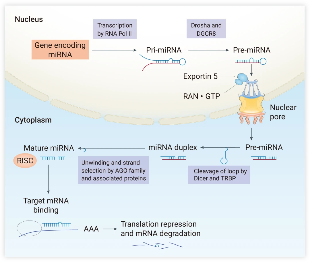 miRNA -- 触发 RNA 干扰，让基因 “沉默”| MedChemExpress - 哔哩哔哩