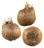 scp－1262－毁灭之种 - 哔哩哔哩