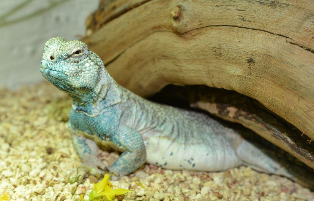 来自阿拉伯半岛的“皮皮虾”Uromastyx thomasi - 哔哩哔哩