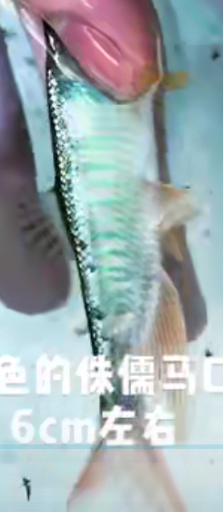 杂鱼的疑云——马口鱼属Opsariichthys种团的整理 - 哔哩哔哩