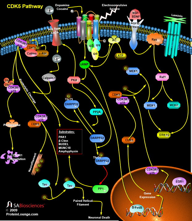 史上最全细胞信号传导通路图之 CDK5 Pathway - 哔哩哔哩