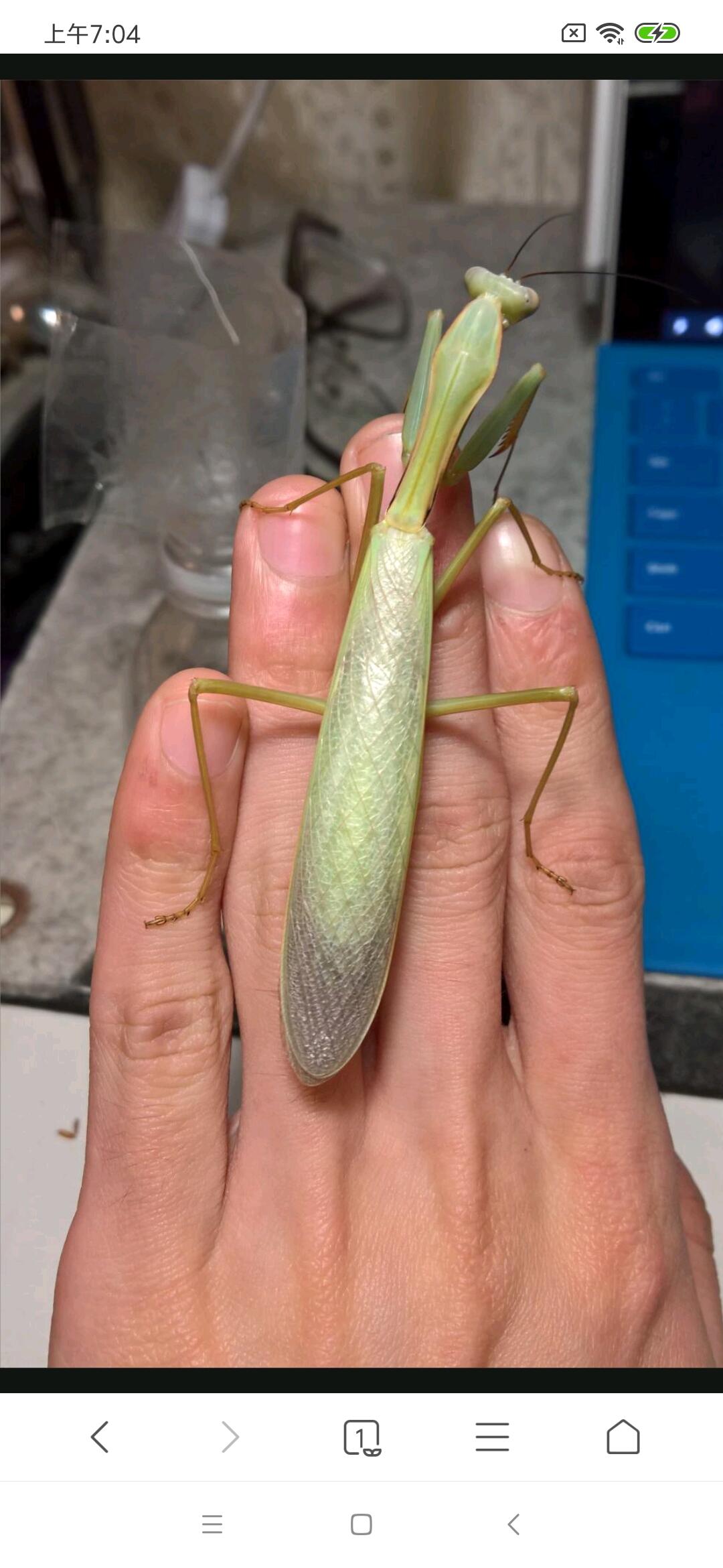 斧螳种类介绍 - 哔哩哔哩