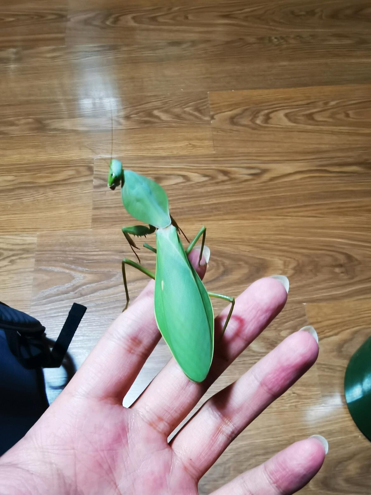 中国斧螳族总结 - 哔哩哔哩