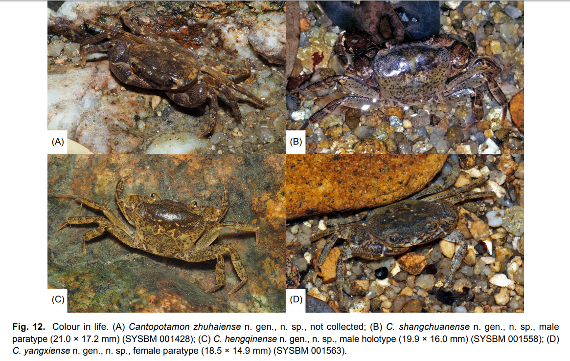 Potamidae溪蟹科已知属级翻译和分类 （2） - 哔哩哔哩
