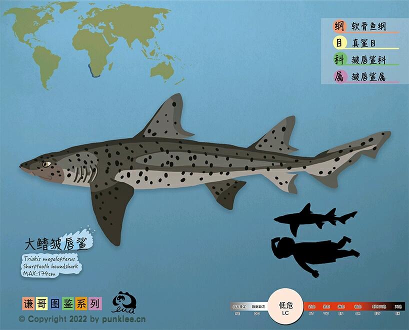 鲨鱼的大体分类――（三）:中 - 哔哩哔哩