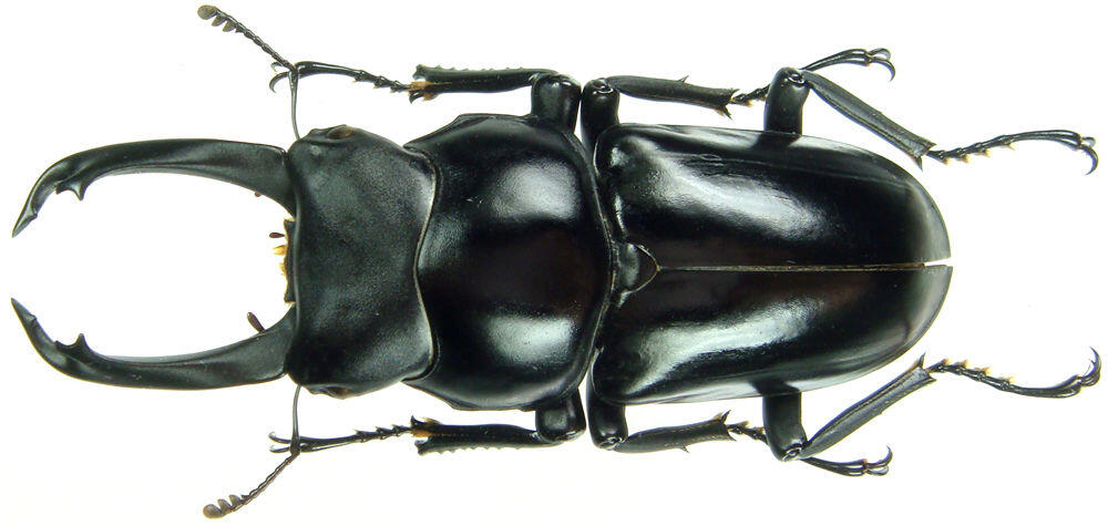 Dorcus属锹甲的分类与分歧 - 哔哩哔哩