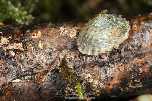 按总科盘点“陆螺”——陆生非柄眼类腹足类（上） - 哔哩哔哩