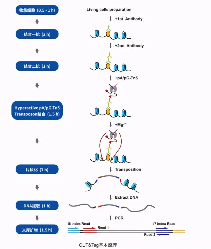 干货 | CUT&Tag核心酶Hyperactive PA/PG-Tn5 Transposase大解密 - 哔哩哔哩