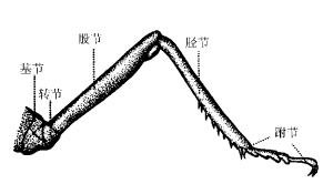 昆虫的足各色各样，那它们的足都有些什么功能和作用呢？ - 哔哩哔哩