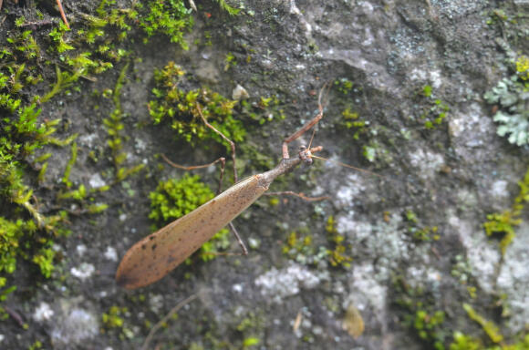 螳螂分类，六个冷门总科 - 哔哩哔哩