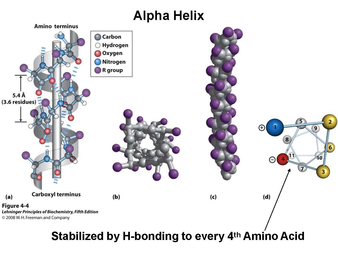 CHAPTER 4 THE THREE-DIMENSIONAL STRUCTURE OF PROTEINS - 哔哩哔哩
