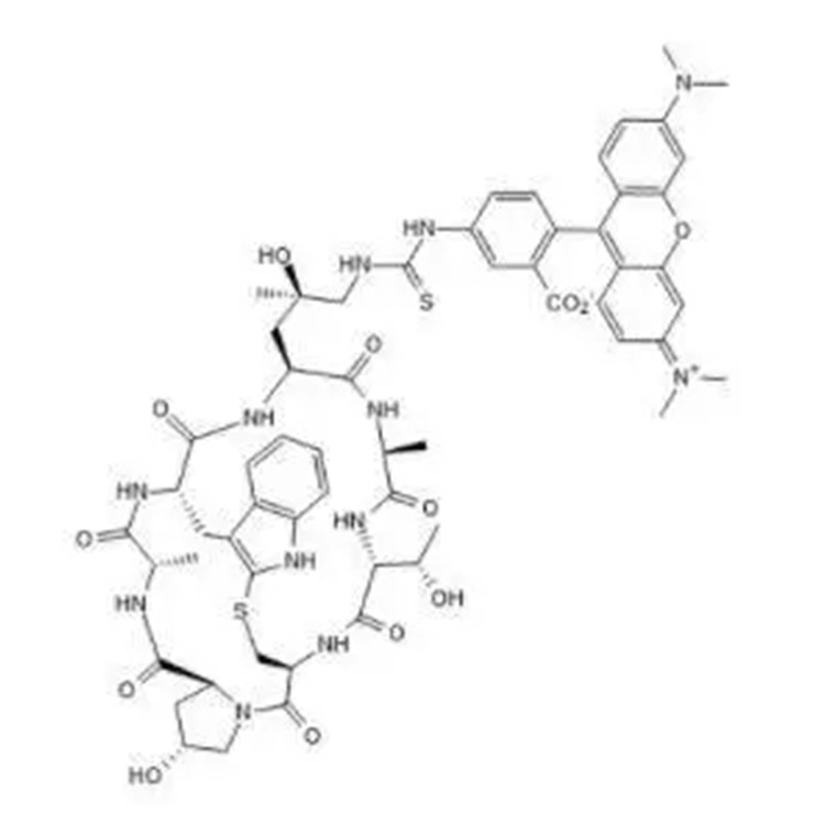 915013-10-4，TRITC-Phalloidin，罗丹明标记鬼笔环肽 是一种红橙荧光细胞骨架染色剂 - 哔哩哔哩