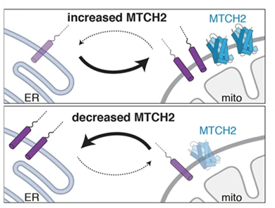 Science | 鉴定到一个新的线粒体外膜蛋白插入酶MTCH2 - 哔哩哔哩