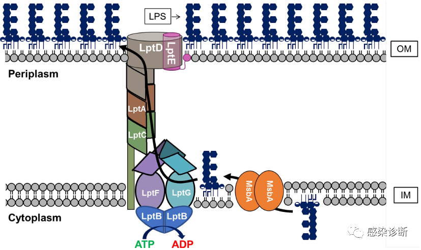 文献分享 | 测序结果分析利器（三）| K抗原和O抗原分型 - 哔哩哔哩