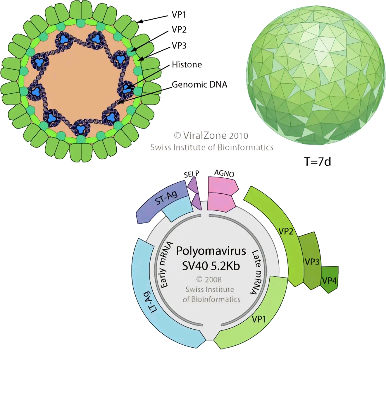 经典的多瘤病毒——SV40 - 哔哩哔哩