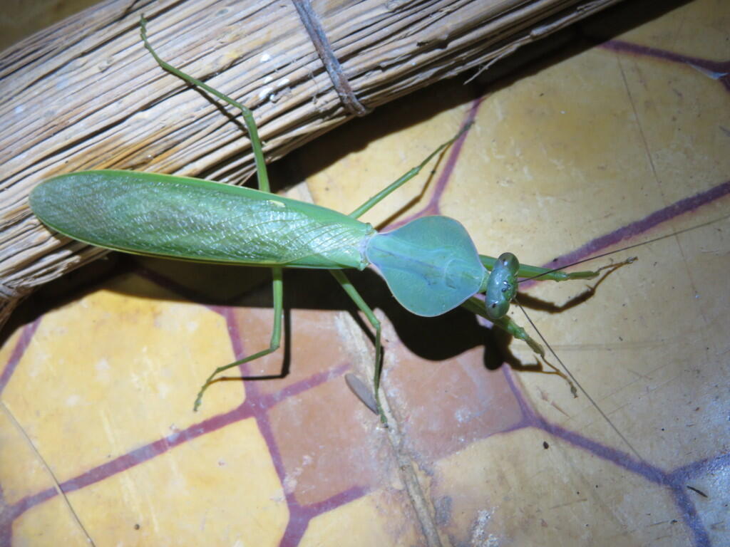 中国斧螳族总结 - 哔哩哔哩