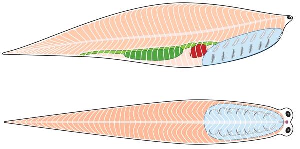 《古脊椎动物学2沃氏后斯普里格虫Metaspriggina - 哔哩哔哩