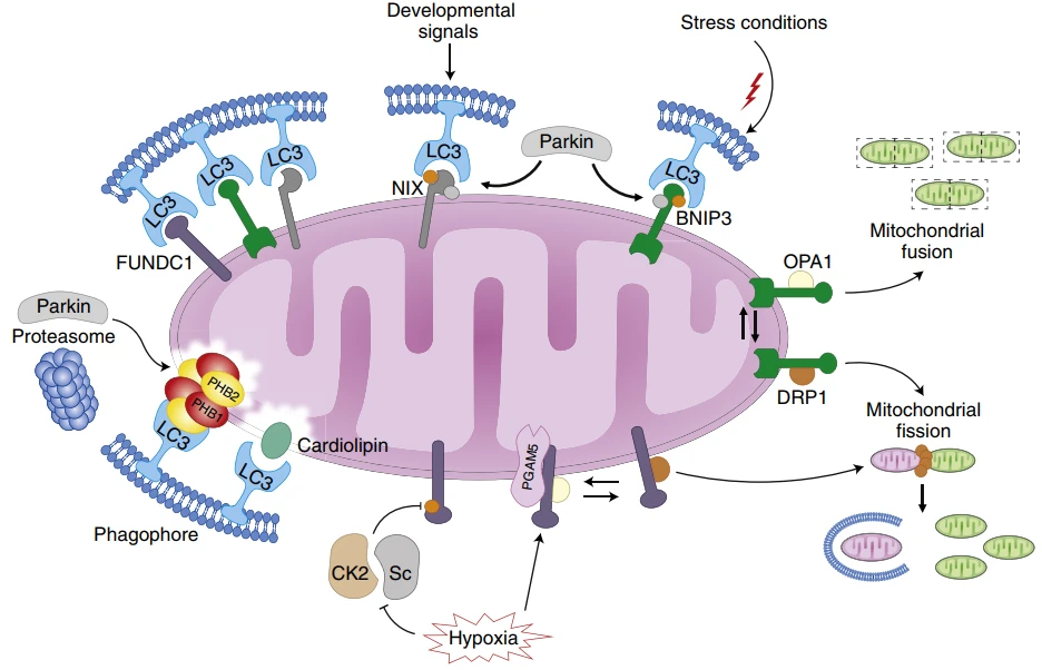自噬干货分享系列之“线粒体自噬的研究策略” - 哔哩哔哩
