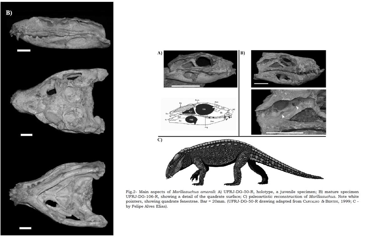 以诺托鳄类为代表的陆栖鳄 - 哔哩哔哩