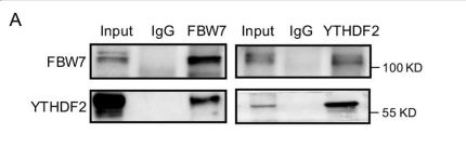 基础医学SCI实验结果解读篇-COIP - 哔哩哔哩
