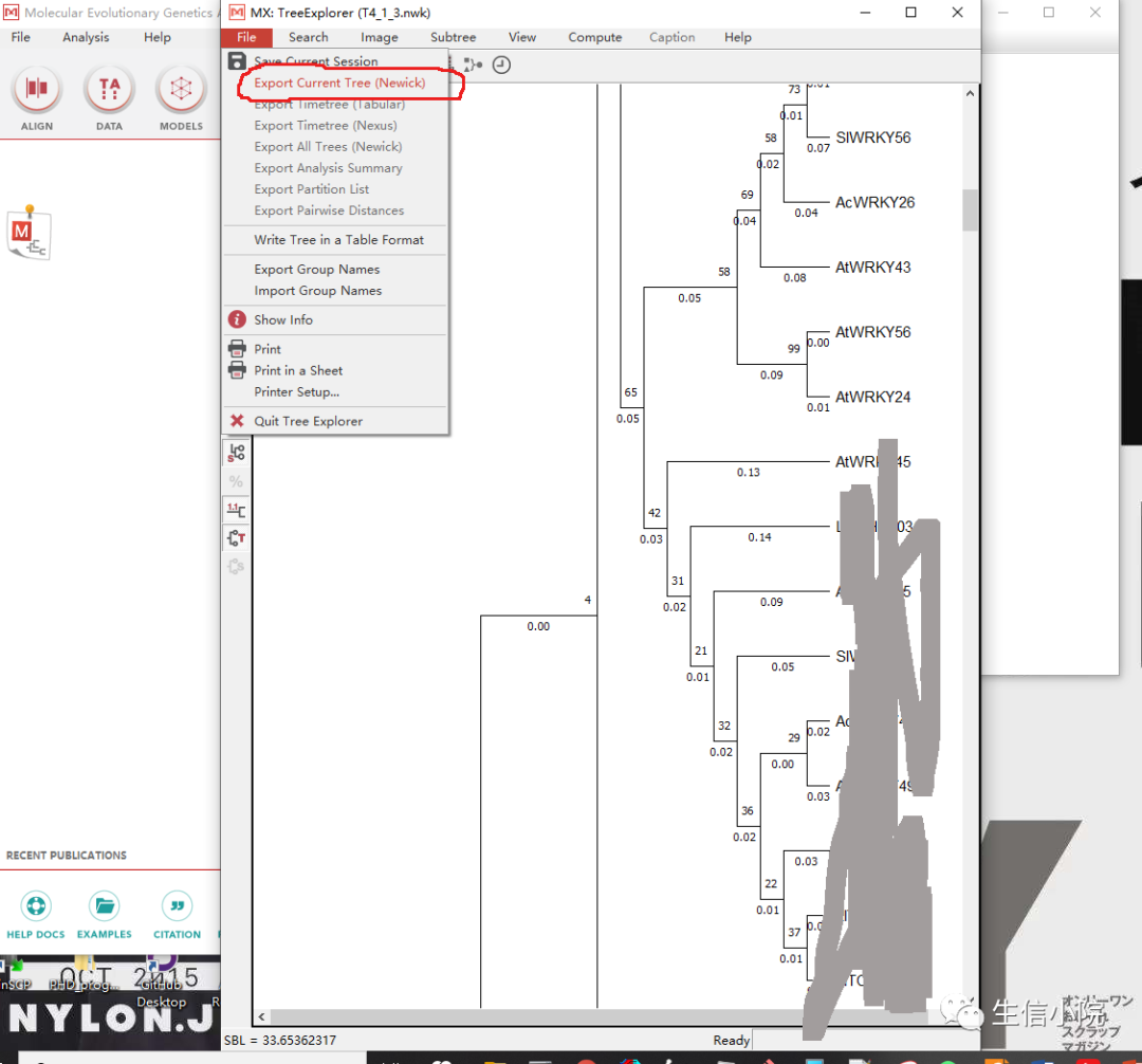 进化树构建与节点名批量修改 - 哔哩哔哩